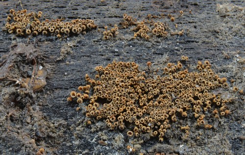 Merismodes fasciculata
