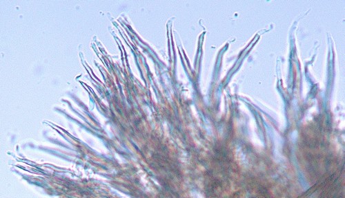 Merismodes fasciculata