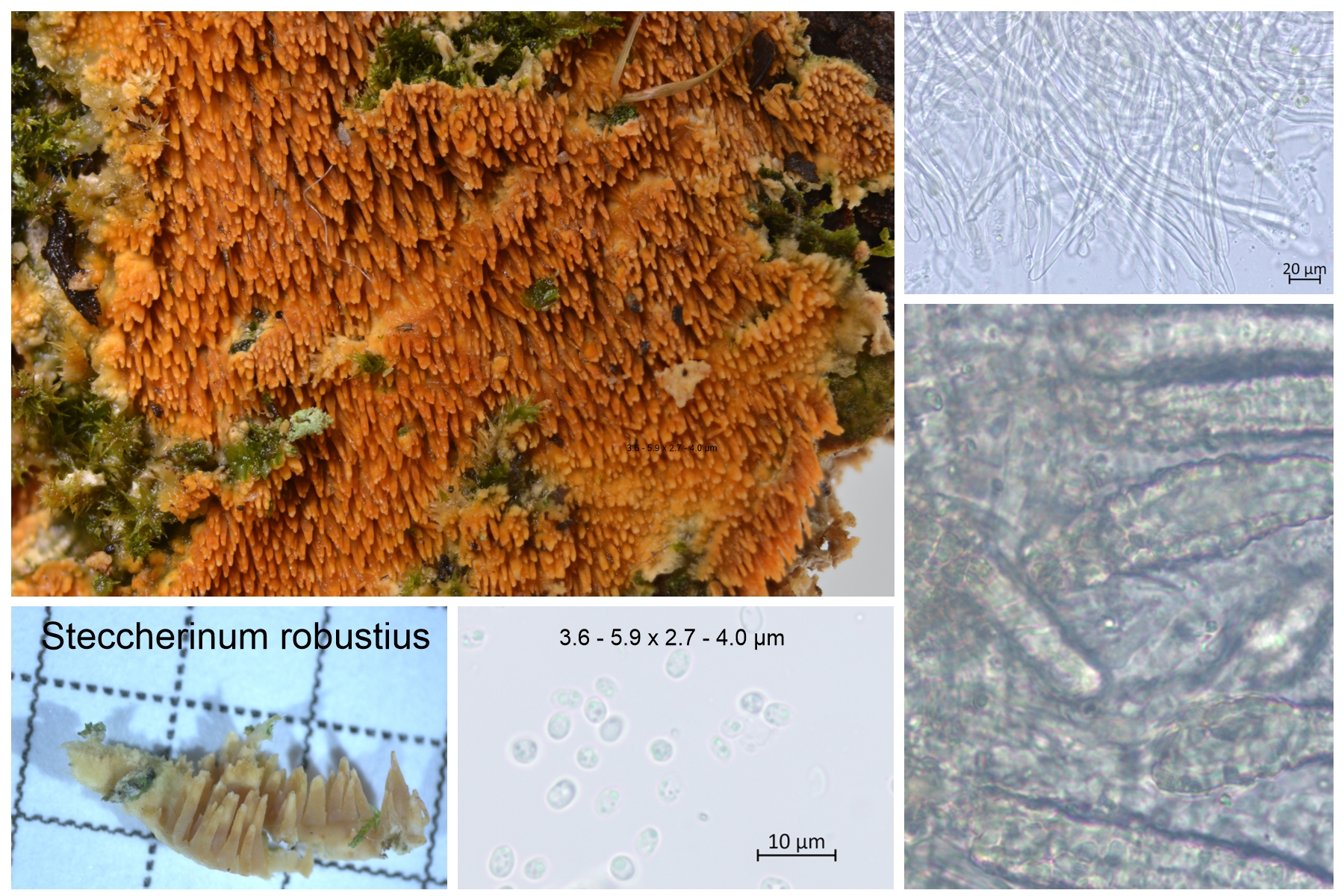 Steccherinum robustius