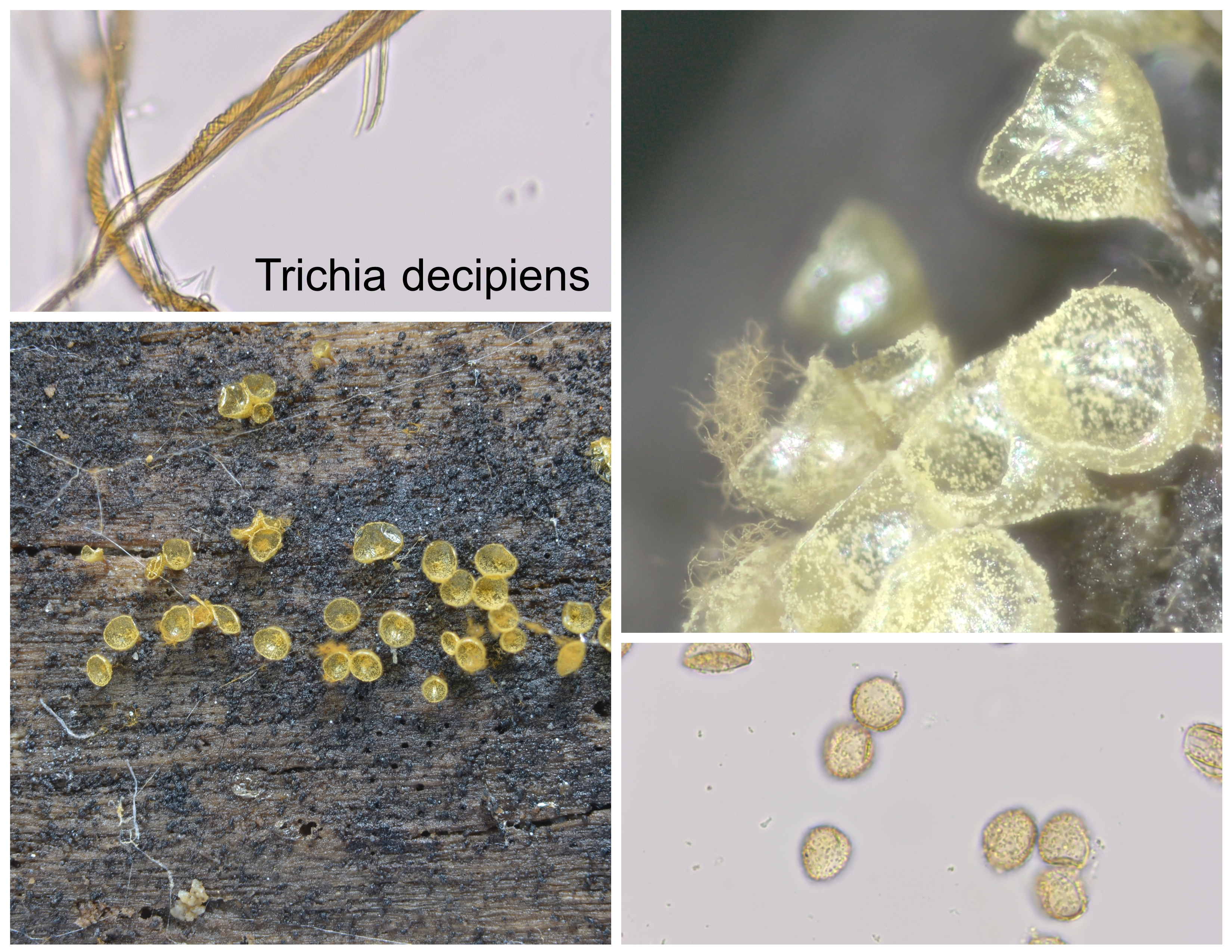 Trichia decipiens